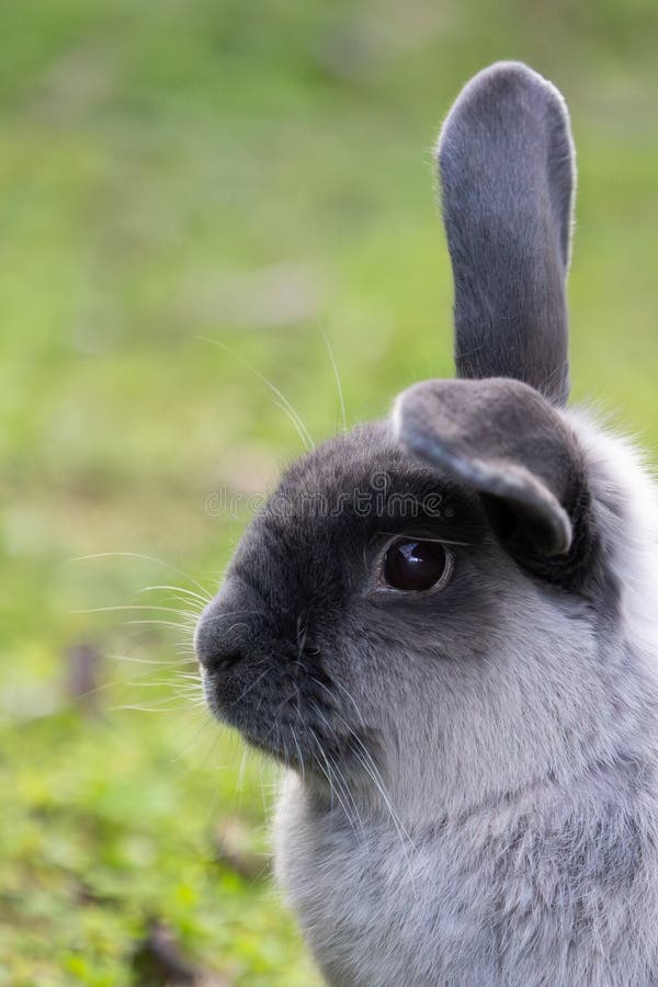 A Lop Rabbit Outside in Long Grass Stock Image - Image of isolated ...