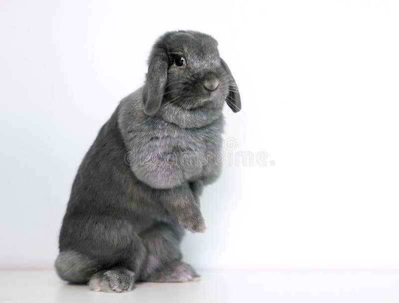 255 Rabbit Sitting Hind Legs Stock Photos - Free & Royalty-Free Stock ...