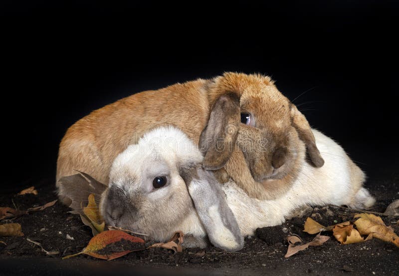 136 English Lop Rabbit Stock Photos - Free & Royalty-Free Stock Photos ...