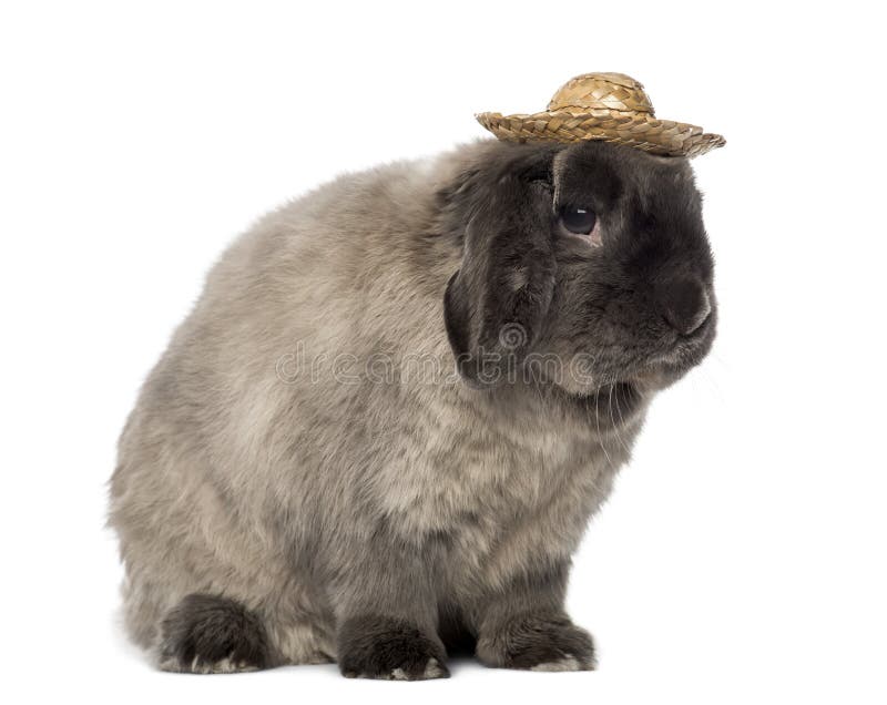 Rabbit wearing a straw hat stock image. Image of vertebrate - 39621467