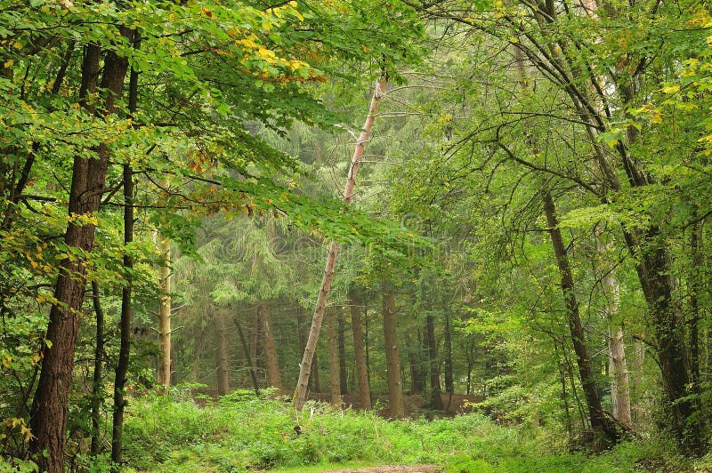 Lop-sided tree in a forest stock image. Image of clearing - 128689121