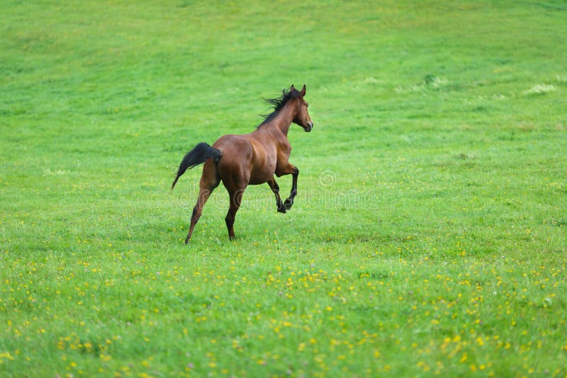 Lopende wild paarden stock afbeelding. Image of landbouwbedrijf - 58089125