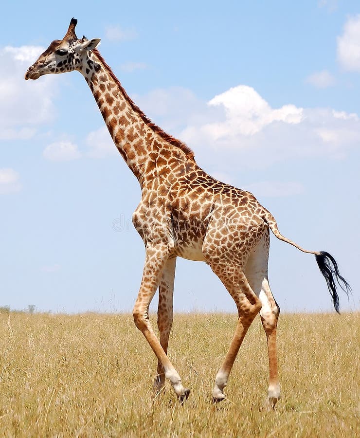 Lopende Giraf stock afbeelding. Afbeelding bestaande uit nave - 1977147