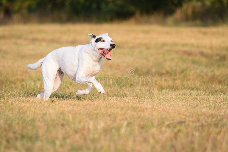 Lopende Hond stock foto. Image of tong, gelukkig, rood - 34750356