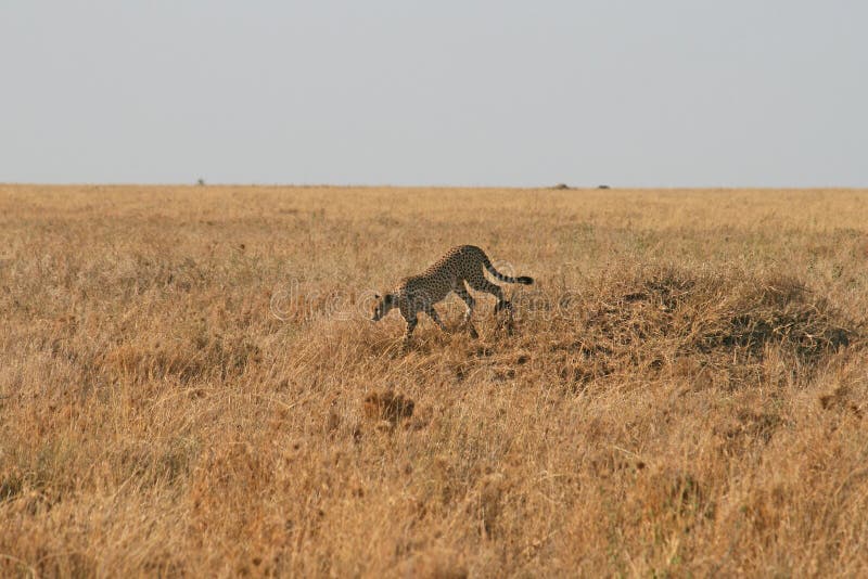 Lopend Jachtluipaard - Namibië Stock Foto - Image of wild, lopen: 10092062