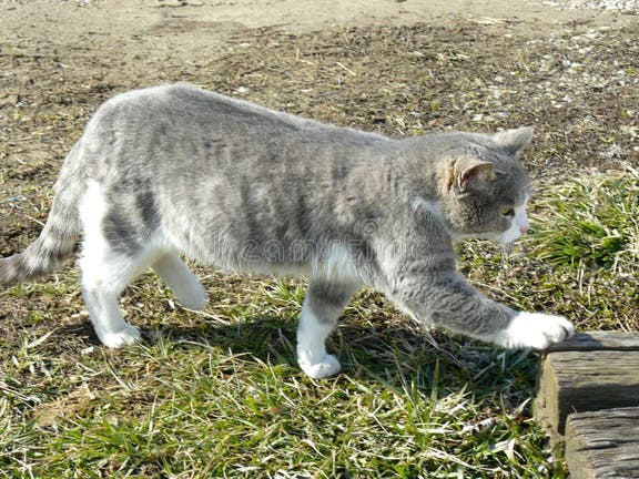 Lopende Kat stock afbeelding. Image of dier, lopen, bruin - 4358341