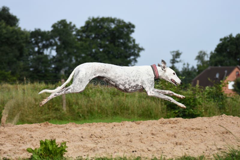 Lopende windhond stock foto. Image of snelheid, huisdier - 96598236