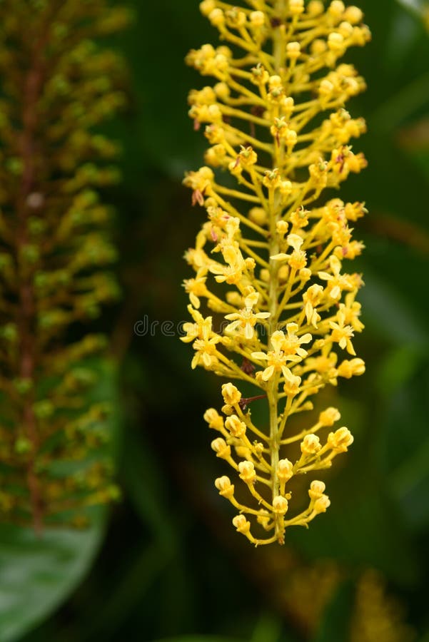Lophanthera Lactescens, Golden Chain Tree Stock Image - Image of bloom ...