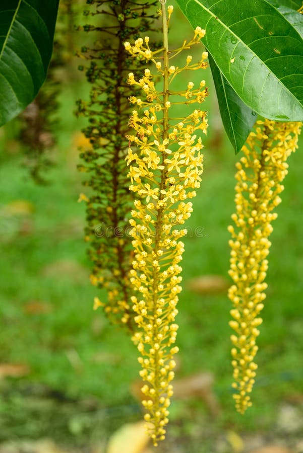 Lophanthera Lactescens, Golden Chain Tree Stock Photo - Image of chain ...