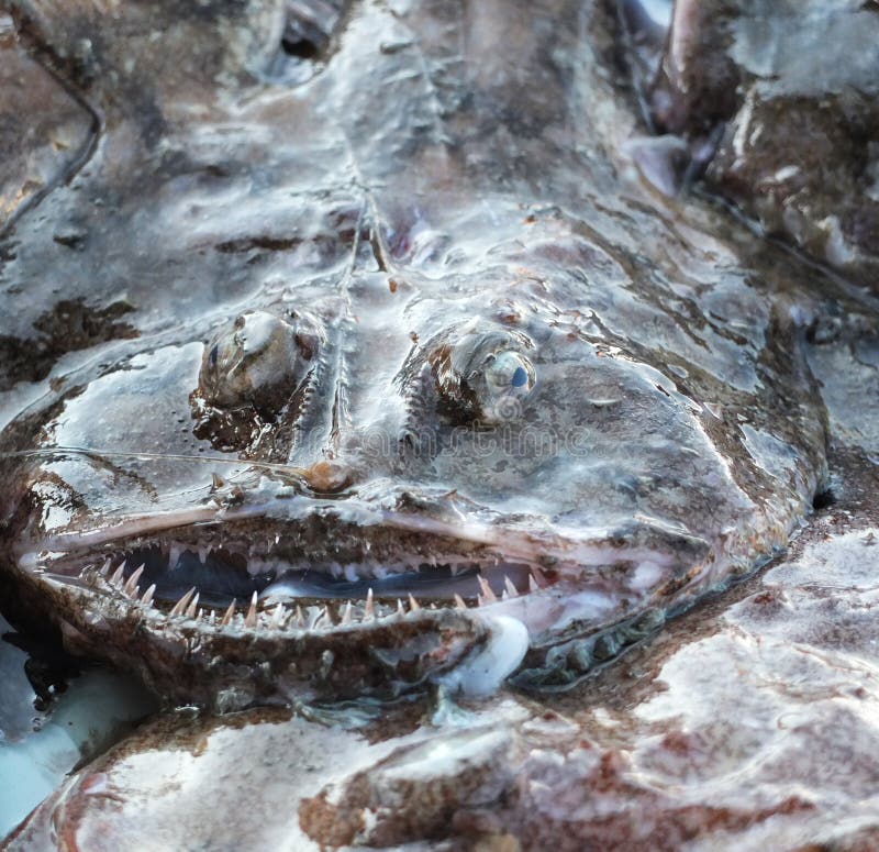 Lophius Piscatorius Fish Stock Images - Image: 34651284