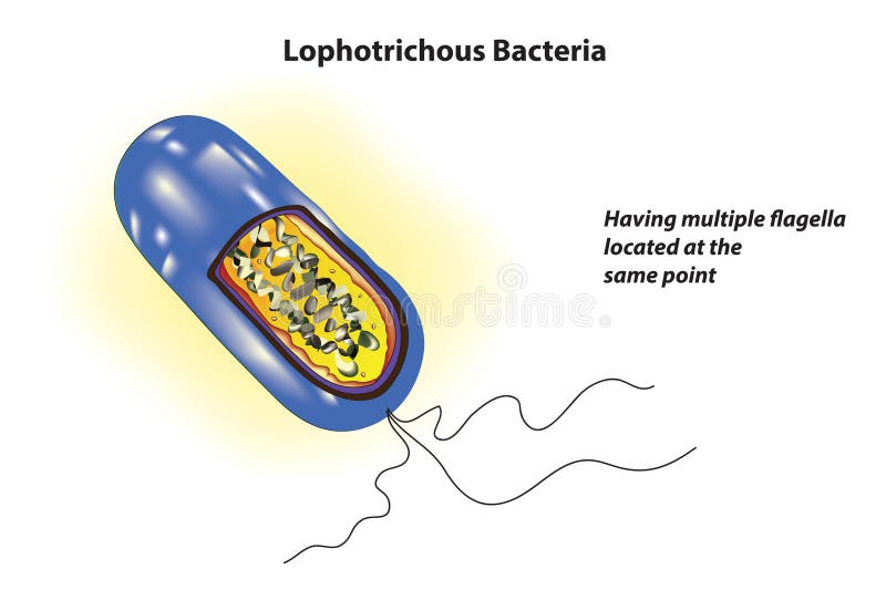 Enhanced Motility Stock Illustrations – 1 Enhanced Motility Stock ...