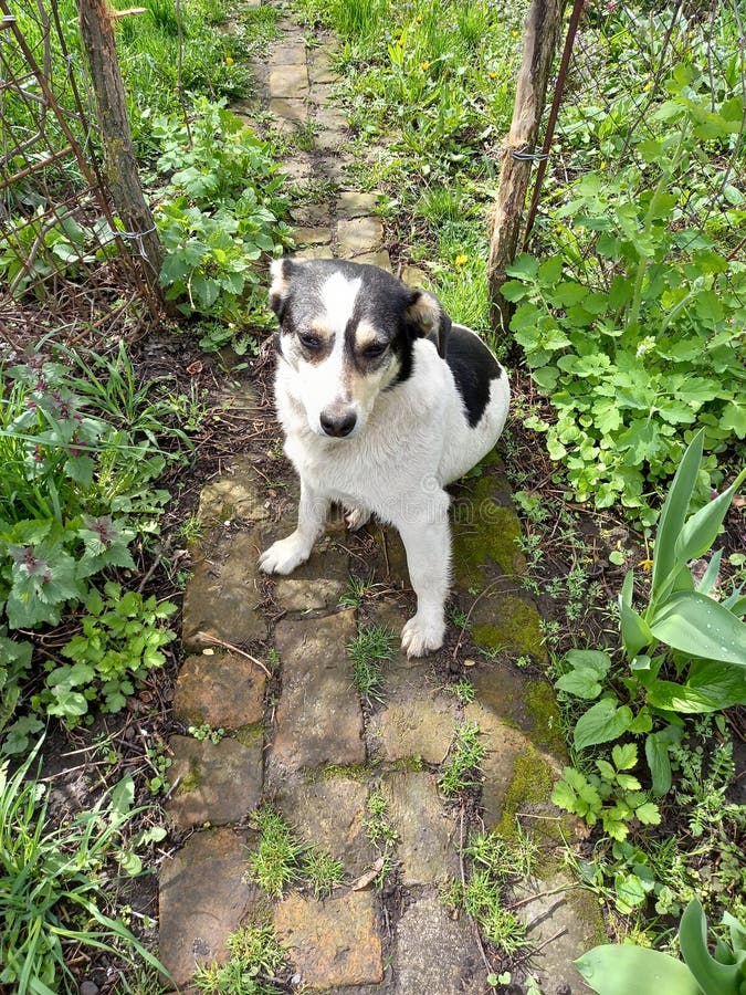 Lopip Stock Photos - Free & Royalty-Free Stock Photos from Dreamstime