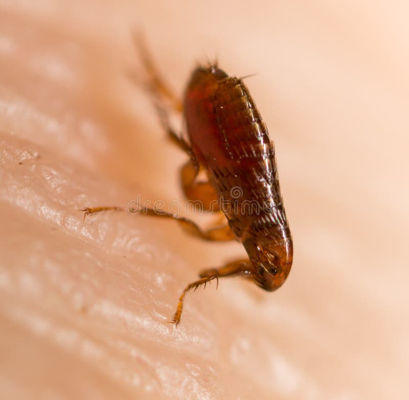 Loppa på mänsklig hud arkivfoto. Bild av mänskligt, loppa - 97136530