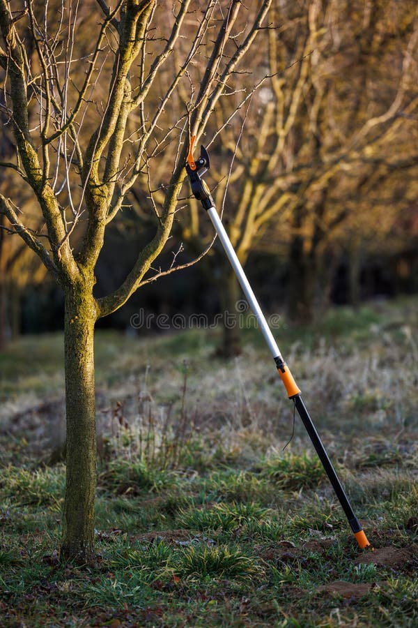 Loppers Gardening Tool Standing at Plum Tree Stock Image - Image of ...