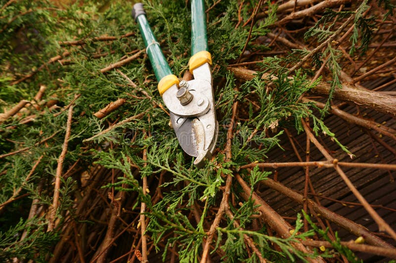 Loppers on trees D stock image. Image of blades, trunk - 38296637