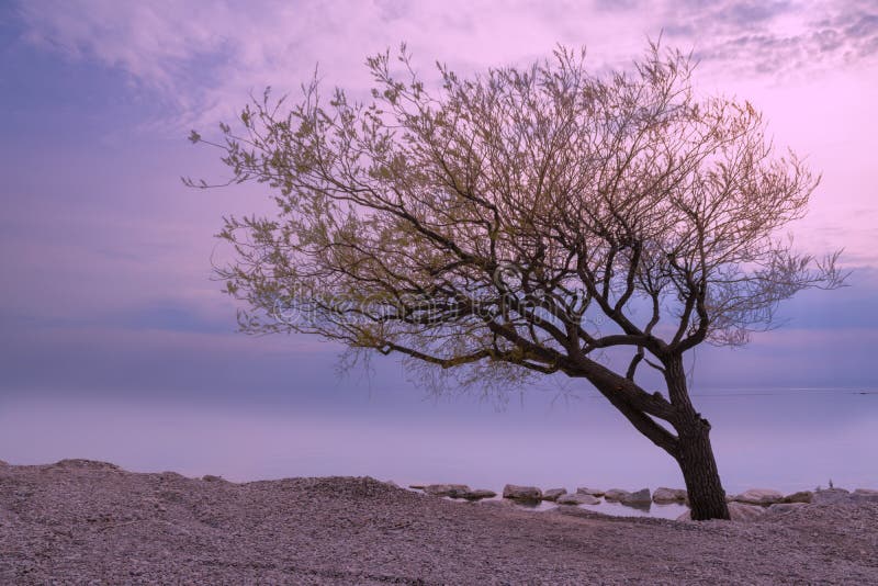 Lopsided Tree during Sunset in Goderich, Ontario Stock Photo - Image of ...