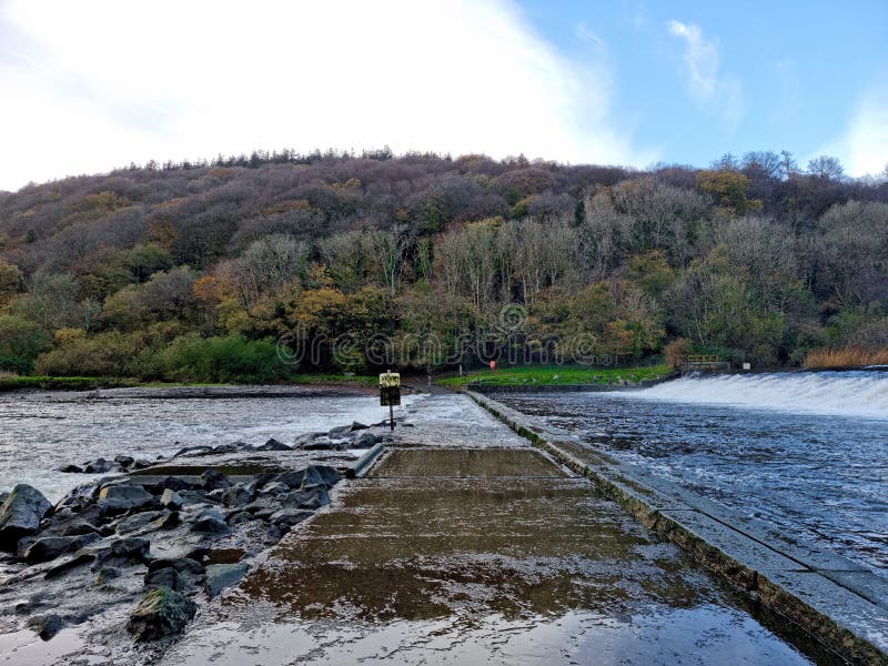 Lopwell Dam, River Tavy , Devon Stock Photo - Image of birds, water ...
