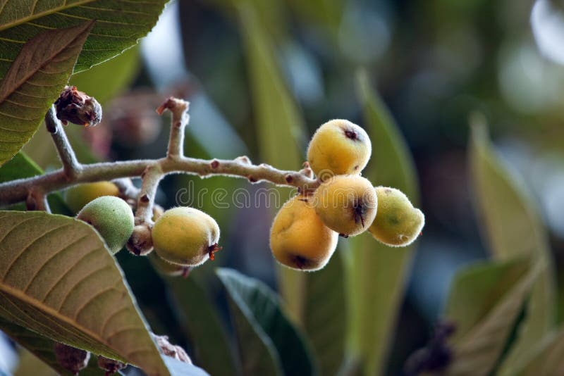 Loquat stock photo. Image of nutrition, loquat, agriculture - 14599308