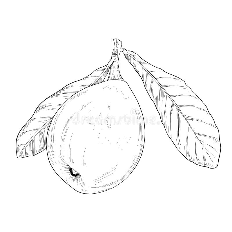 Loquat Outline Drawing Isolated on White. VECTOR Illustration Stock ...