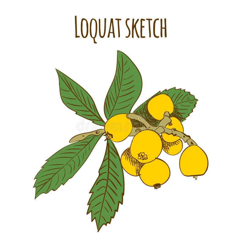 Loquat Icon Stock Illustrations – 593 Loquat Icon Stock Illustrations ...