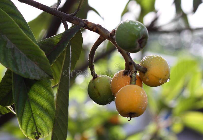 Loquat and dew stock image. Image of eriobotrya, healthy - 40573831