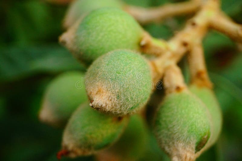 Loquat fruit in growth stock photo. Image of growth - 112329820
