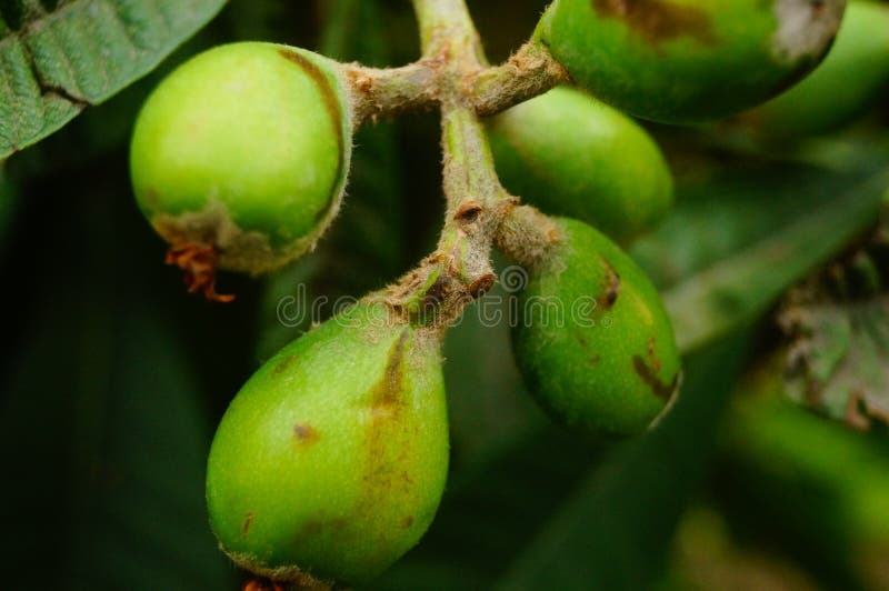 Loquat fruit in growth stock image. Image of tree, lens - 112329851