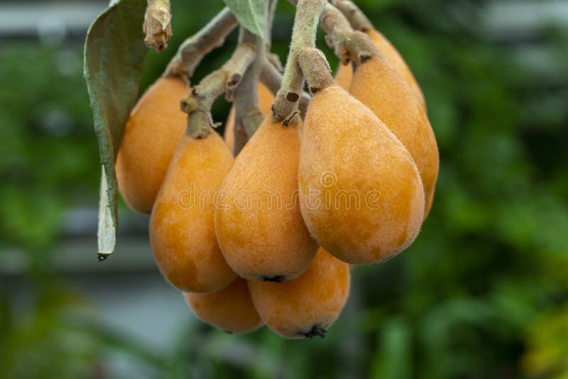 Loquat Fruit, Fruit Shape, Lute Instrument, Fruit Stock Image - Image ...