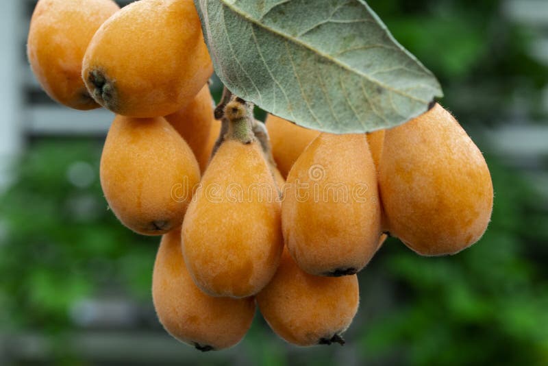 Loquat Fruit, Fruit Shape, Lute Instrument, Fruit Stock Photo - Image ...