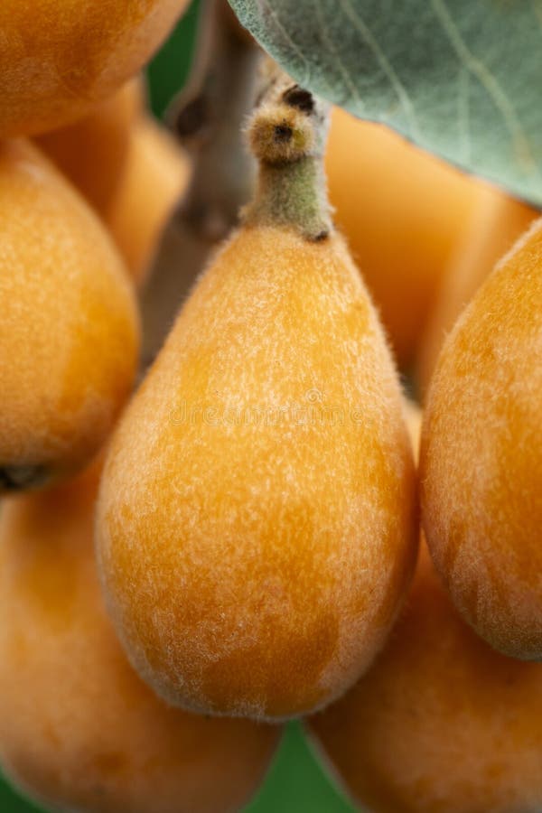 Loquat Fruit, Fruit Shape, Lute Instrument, Fruit Stock Image - Image ...