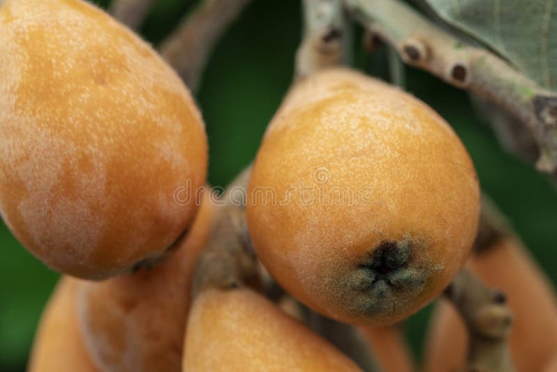 Loquat Fruit, Fruit Shape, Lute Instrument, Fruit Stock Photo - Image ...
