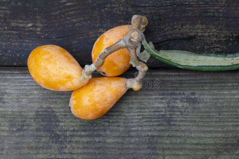 Loquat Fruit, Fruit Shape, Lute Instrument, Fruit Stock Photo - Image ...