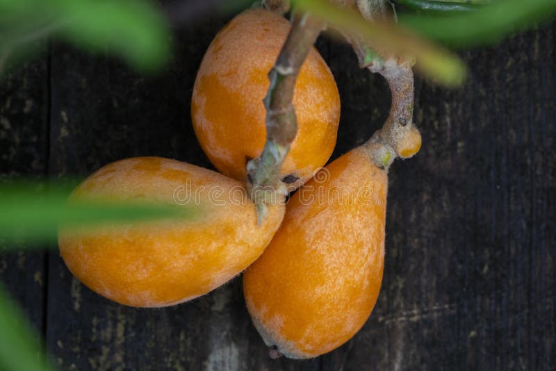 Loquat Fruit, Fruit Shape, Lute Instrument, Fruit Stock Image - Image ...