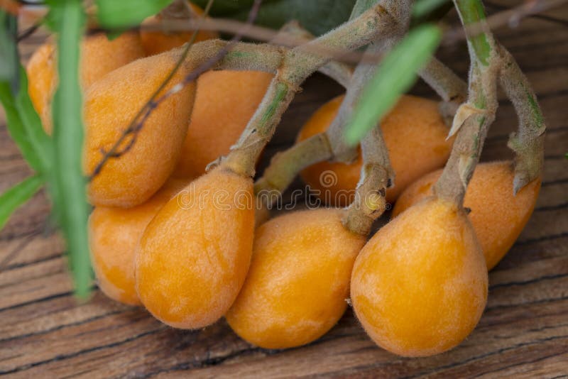 Loquat Fruit, Fruit Shape, Lute Instrument, Fruit Stock Photo - Image ...