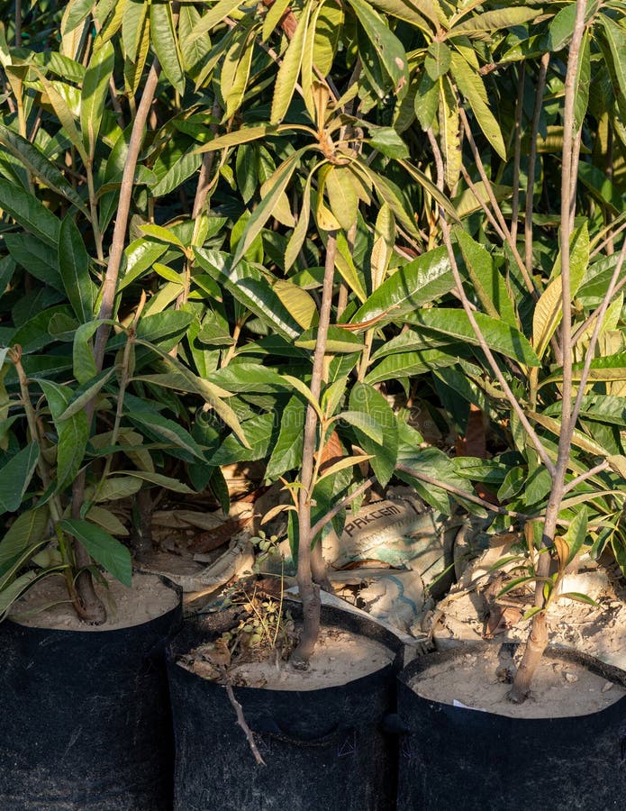 Loquat Fruit Small Plants in Growbags Stock Image - Image of center ...