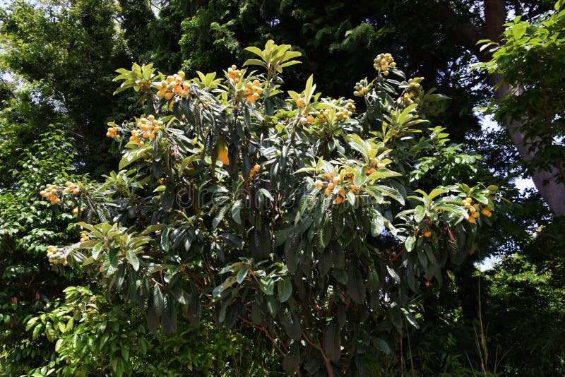 Loquat (Eriobotrya Japonica) Fruits. Rosaceae Evergreen Fruit Tree. the ...