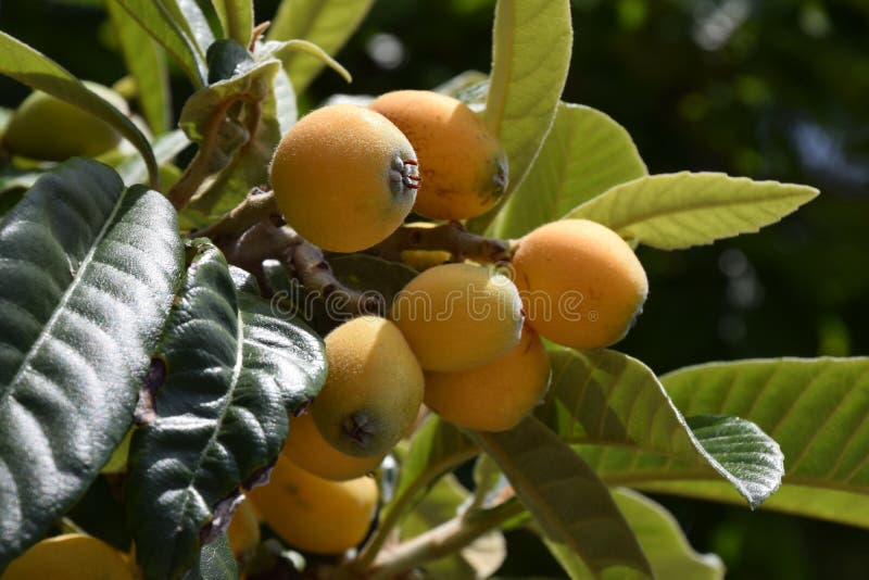 Loquat (Eriobotrya Japonica) Fruits. Rosaceae Evergreen Fruit Tree. the ...