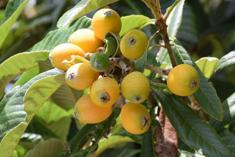Loquat (Eriobotrya Japonica) Fruits. Rosaceae Evergreen Fruit Tree. the ...