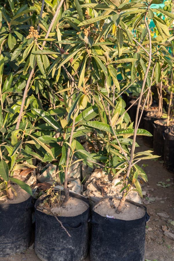Loquat Fruit Trees Sapling at Fruit Plant Nursery for Sale Stock Photo ...