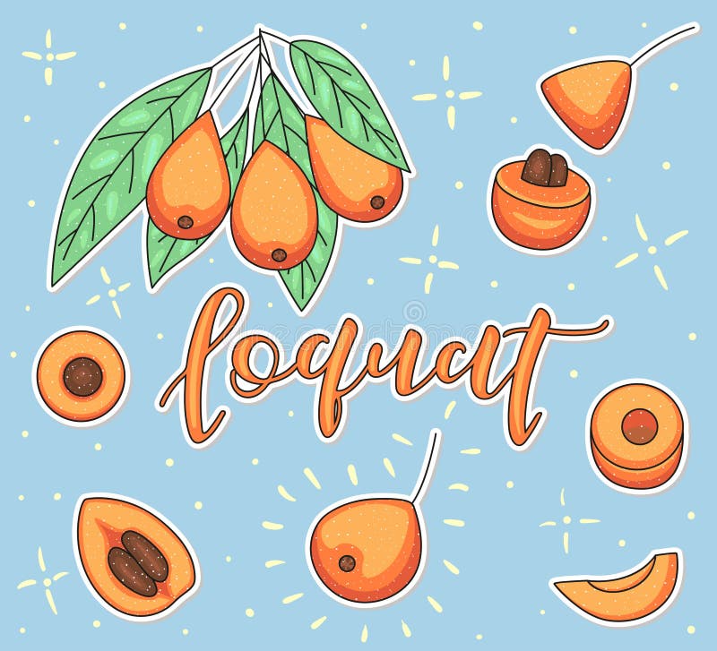 Loquat Sketch Stock Illustrations – 67 Loquat Sketch Stock ...