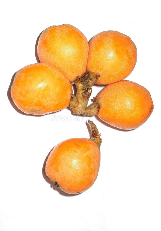 Loquat fruit stock image. Image of effect, china, zhangjiajie - 146916329