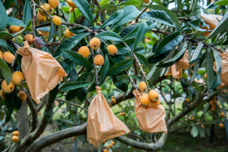 Loquat fruits on the tree stock image. Image of fruit - 185310963