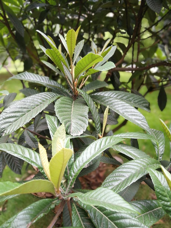 Loquat stock photo. Image of tree, leaves, plant, leaf - 123698598