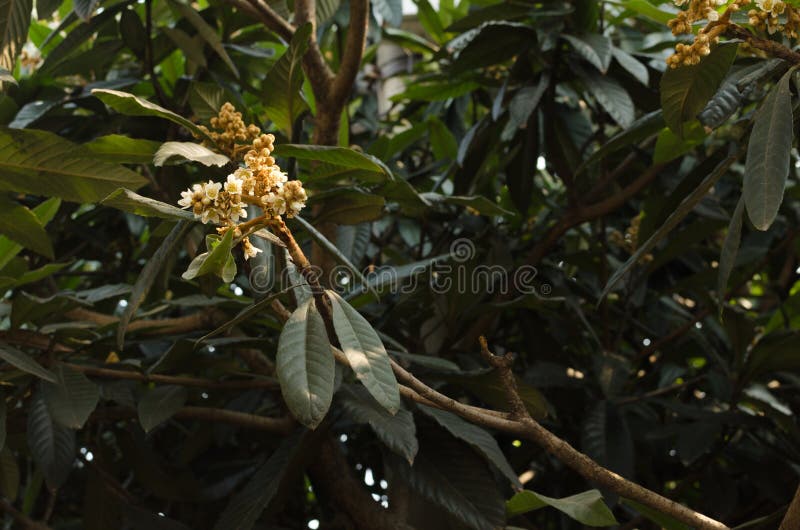 Flowers of Japanese Loquat Tree Stock Image - Image of rosaceae, leaves ...
