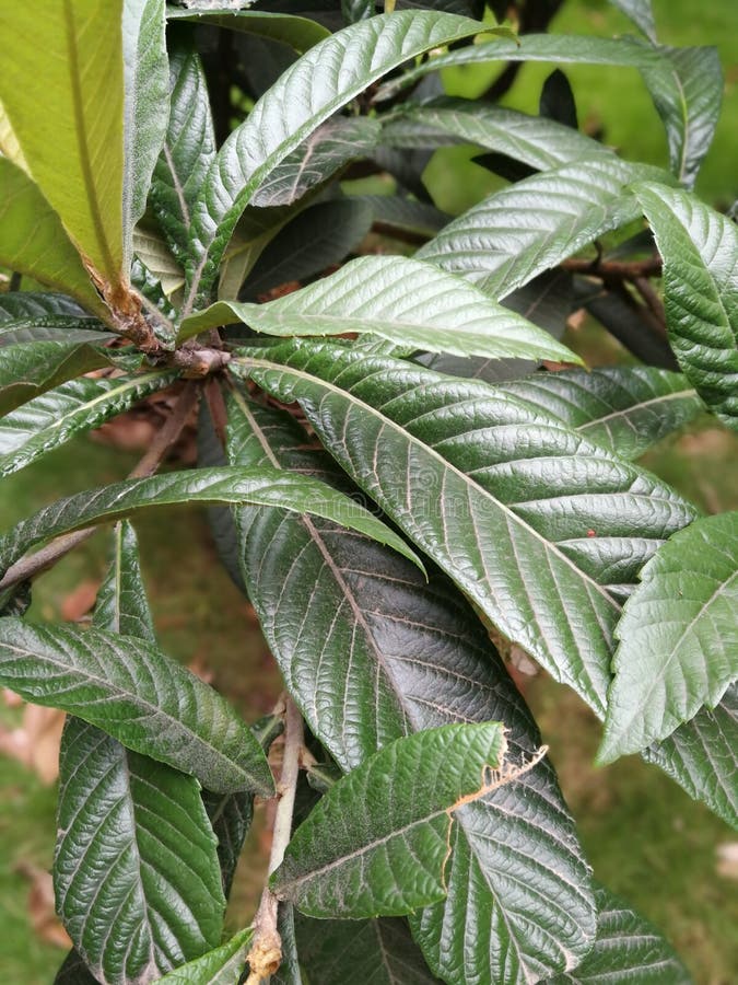 Loquat stock photo. Image of tree, leaves, plant, leaf - 123698598