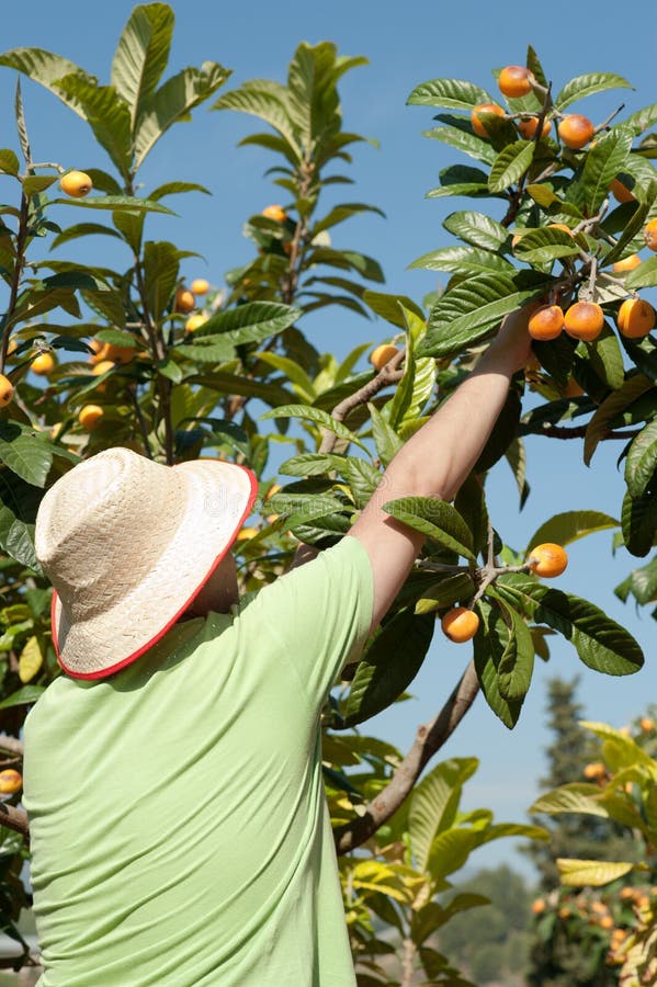 Loquat picker stock photo. Image of smooth, loquat, sunny - 19504888