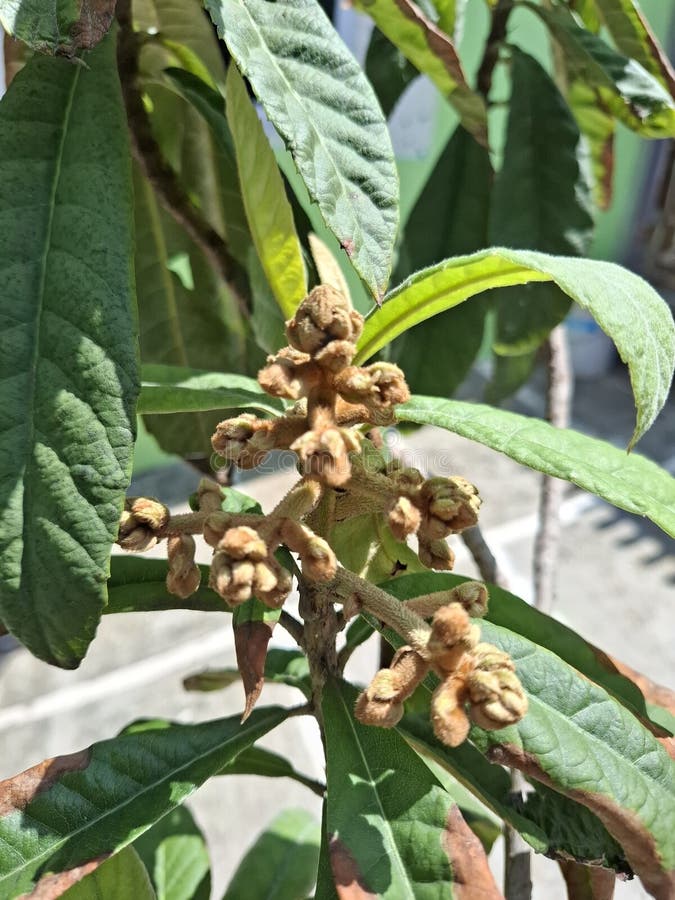 Loquat Plant with Budding Flowers and Leaves Stock Image - Image of ...
