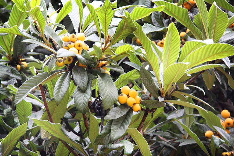 Loquat Tree With Mature Fruits Stock Image - Image of purity ...
