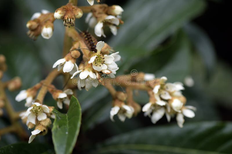 Loquat tree in bloom stock photo. Image of flora, landscaping - 95028438