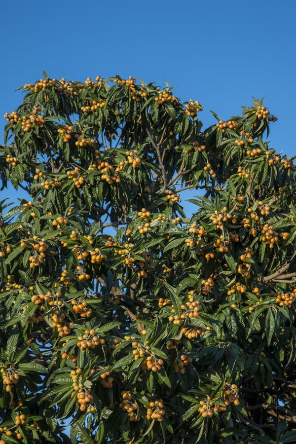 Loquat tree with fruits stock image. Image of seasonal - 105961925
